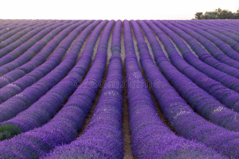 Rows of Lavender Moving Like a Wave in Provence Stock Image - Image of ...