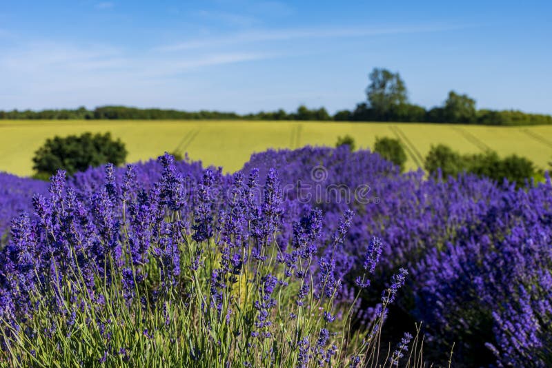 Rows of Lavender Ripen Under the Summer Sun Stock Photo - Image of rows ...