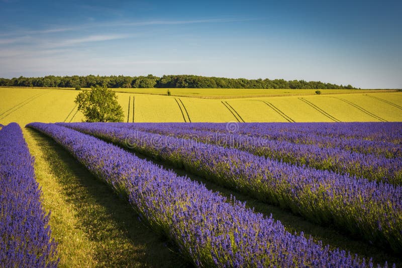 Rows of Lavender Ripen Under the Summer Sun Stock Image - Image of ...