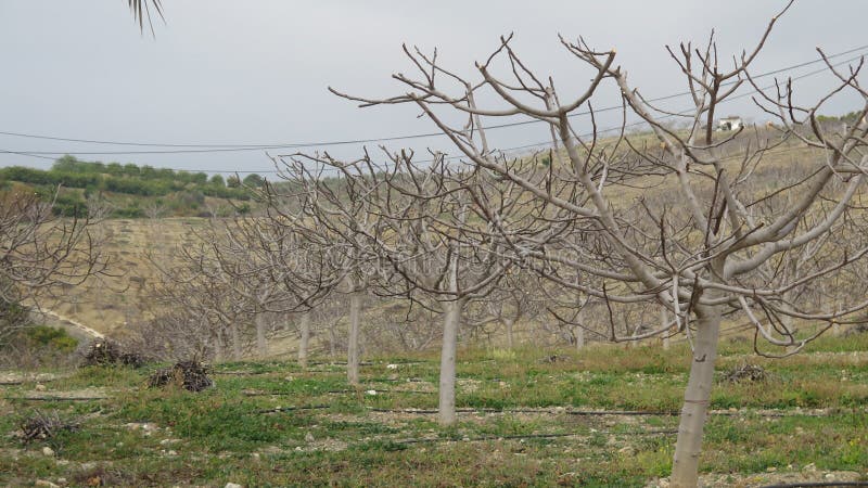 Fig Trees in Winter on Sunny Hillside Stock Image - Image of grove ...