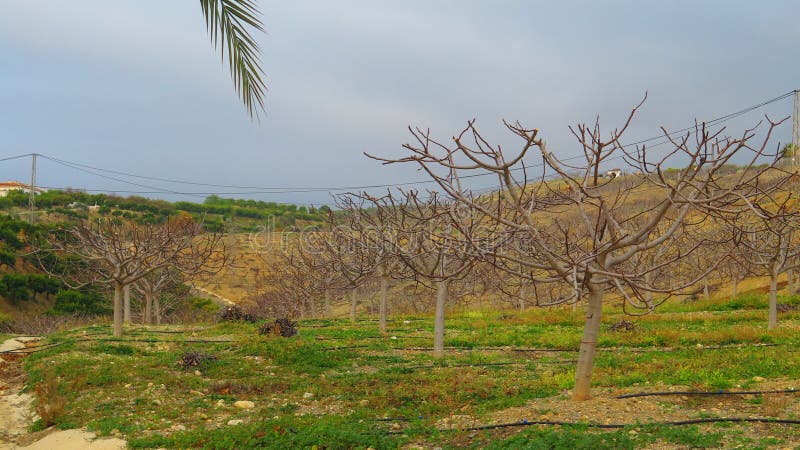 Fig trees in winter stock image. Image of tree, winter - 141079521
