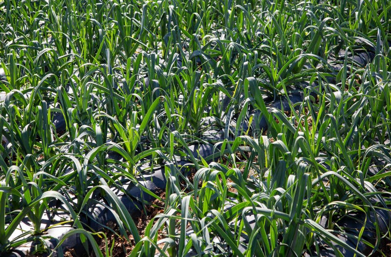 Rows of Leek Plants Growing in Black Plastic Stock Photo - Image of ...