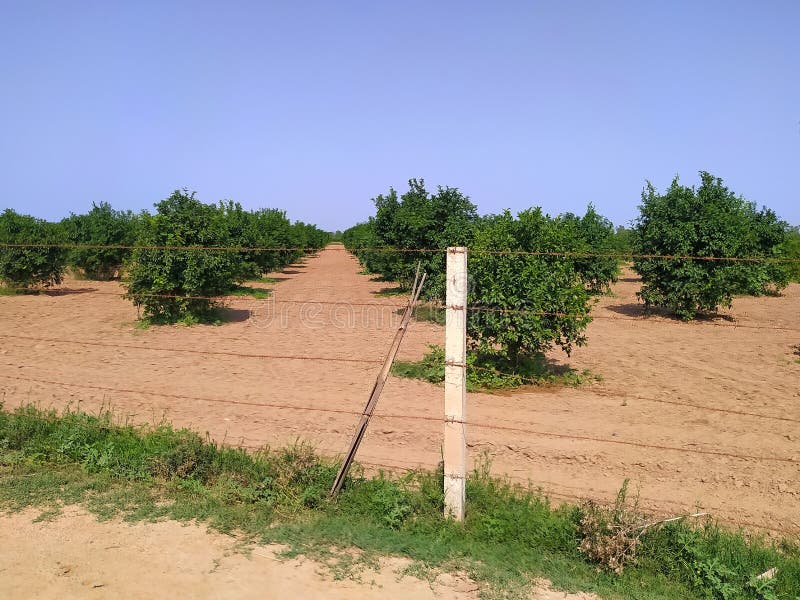 Rows of Lemon Fruits Plants Stock Photo - Image of plants, fruis: 192420838