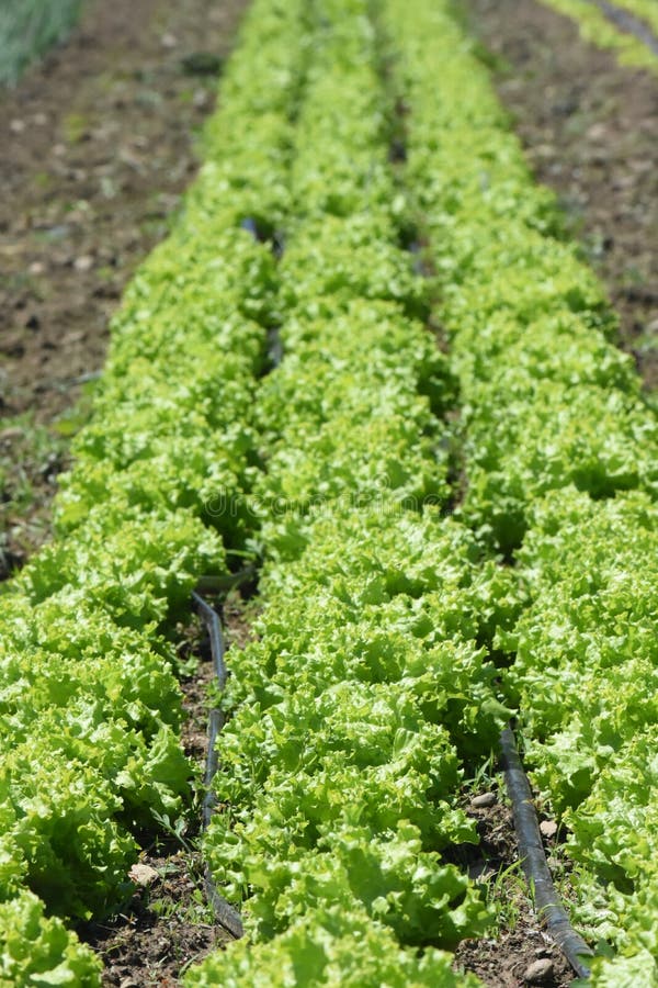 Rows of lettuce stock image. Image of plants, salad, farming - 224191