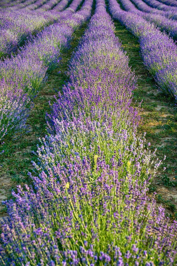 Purple Levander Fields stock photo. Image of blue, color - 114839736