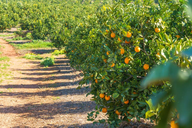 Rows of Lush Orange Trees Growing in a Sunlit Orchard on a Gentle ...