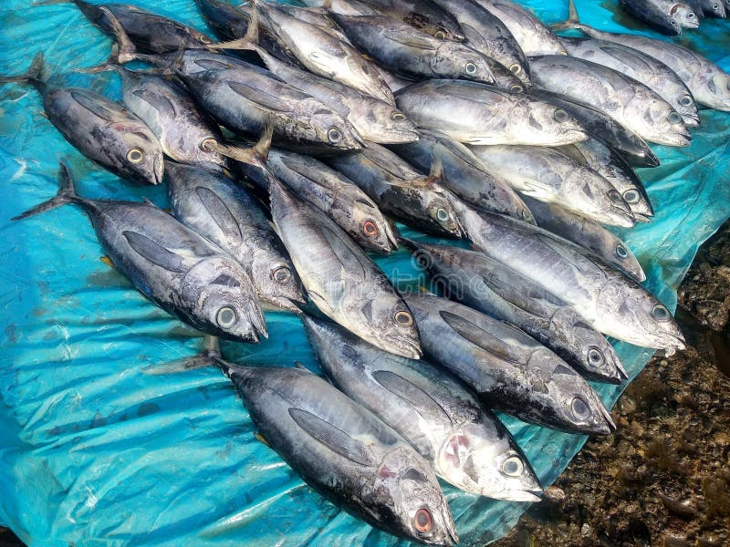 Rows of Mackerel Fish on the Road Carpet Stock Image - Image of rows ...