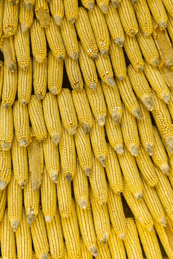 Rows of Maize Cobs. Golden Corn on the Cob Stock Image - Image of ...