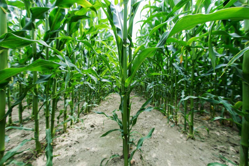 Rows of Maize Growing in the Field Stock Image - Image of maize, grain ...
