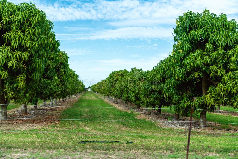Rows of Mango Trees stock photo. Image of countryside - 188486100