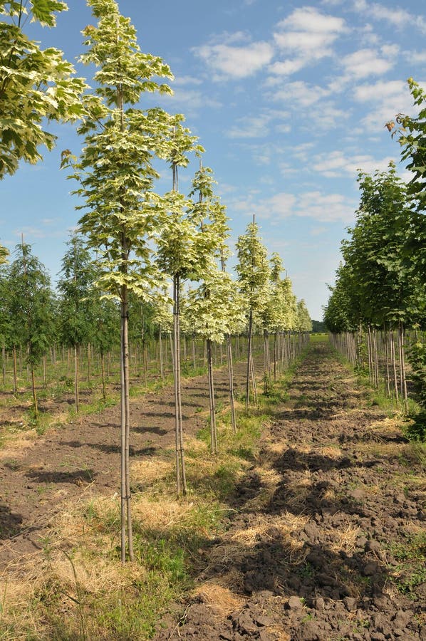 Rows of maple stock photo. Image of selling, horizontal - 22876118