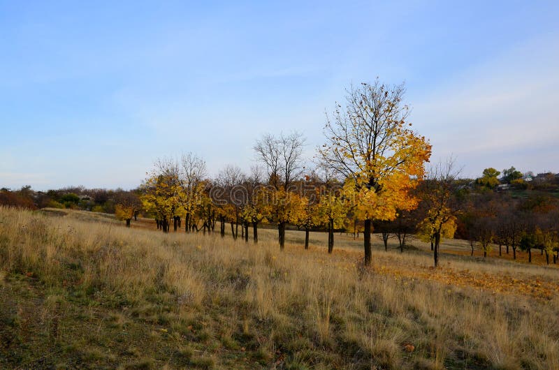 Maples Trees Rows Stock Photos - Free & Royalty-Free Stock Photos from ...