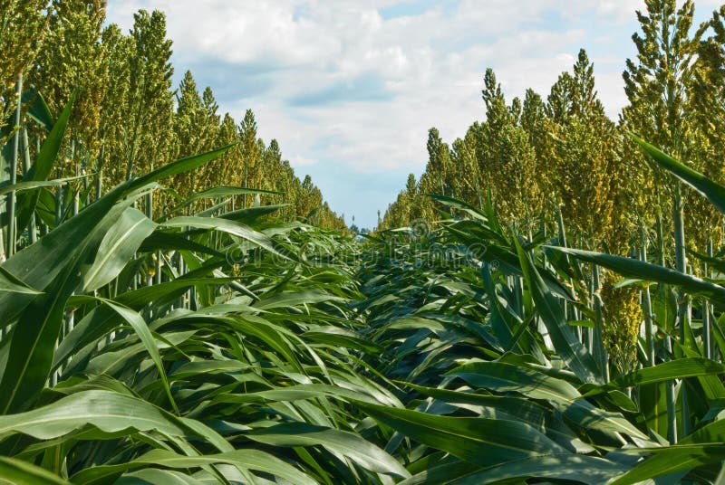 Rows of Milo (Sorghum) stock photo. Image of crops, plants - 25340178