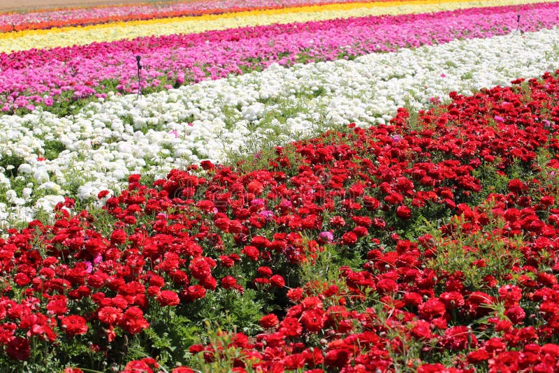 Rows of Multi Colored Flowers in a Field in the Keukenhof Stock Image ...