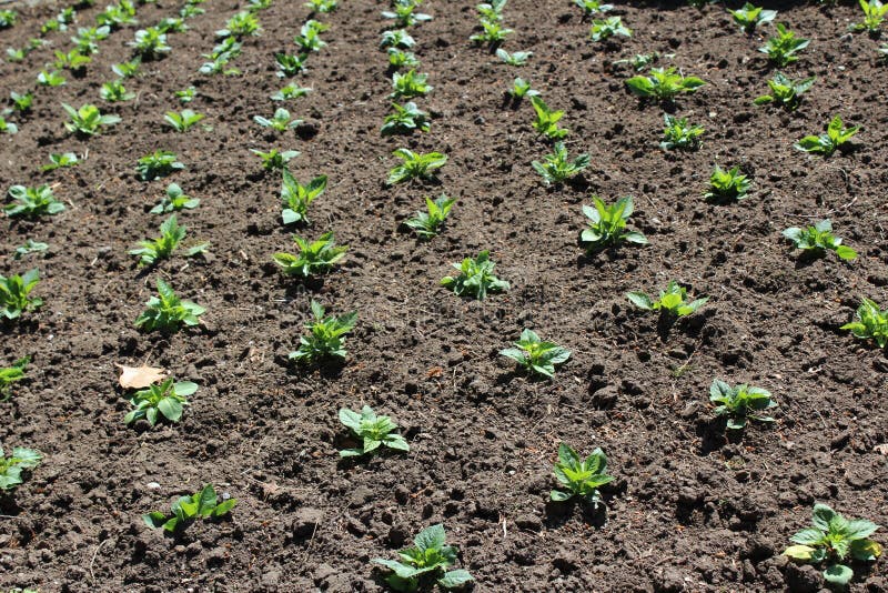 New planted flowers. stock image. Image of maksimirs - 154259699