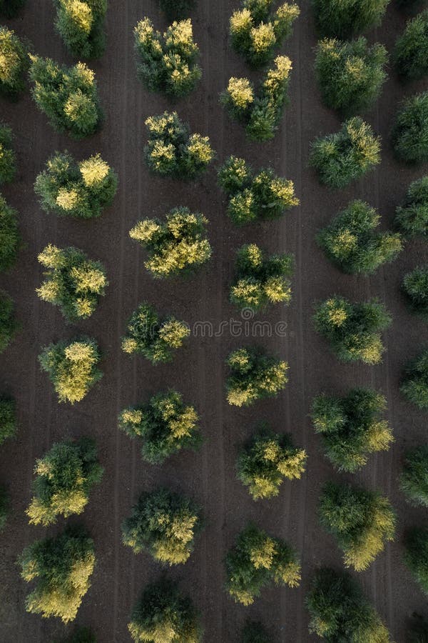 Rows of Olive Trees Seen from Above Stock Image - Image of plantation ...