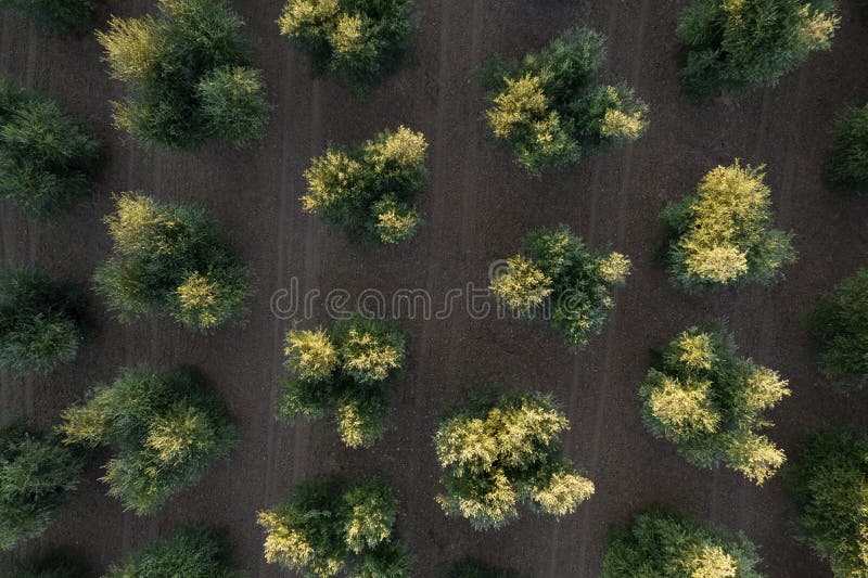 Rows of Olive Trees Seen from Above Stock Photo - Image of olive ...