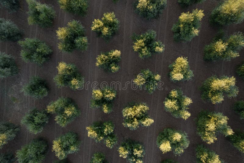 Rows of Olive Trees Seen from Above Stock Image - Image of grove ...