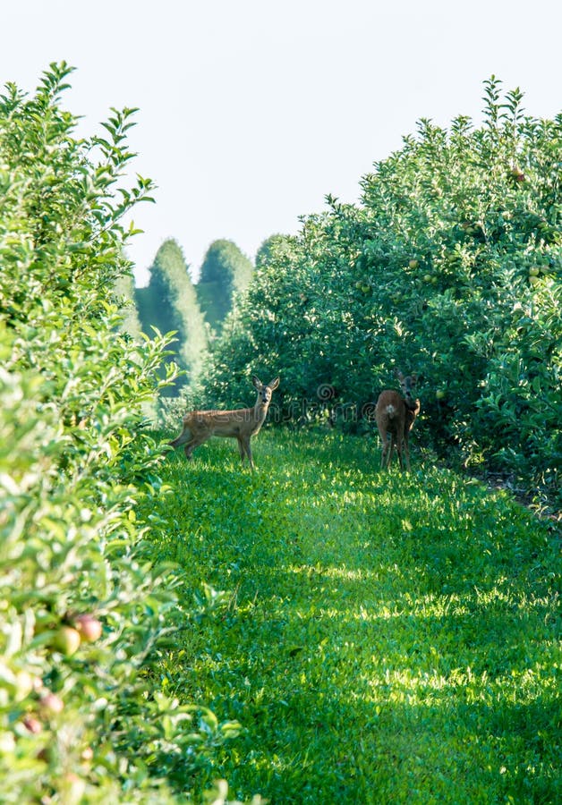 Deer in an orchard stock photo. Image of jump, damage - 155200862