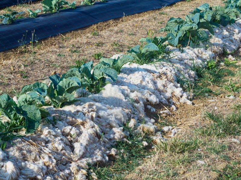 Rows of Organic Cabbage on Sheep Wool Mulch for a Sustainable ...