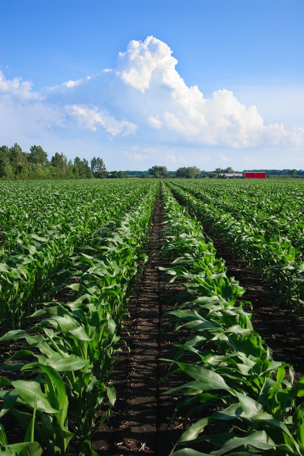 Rows of young corn field stock image. Image of perspective - 31833543