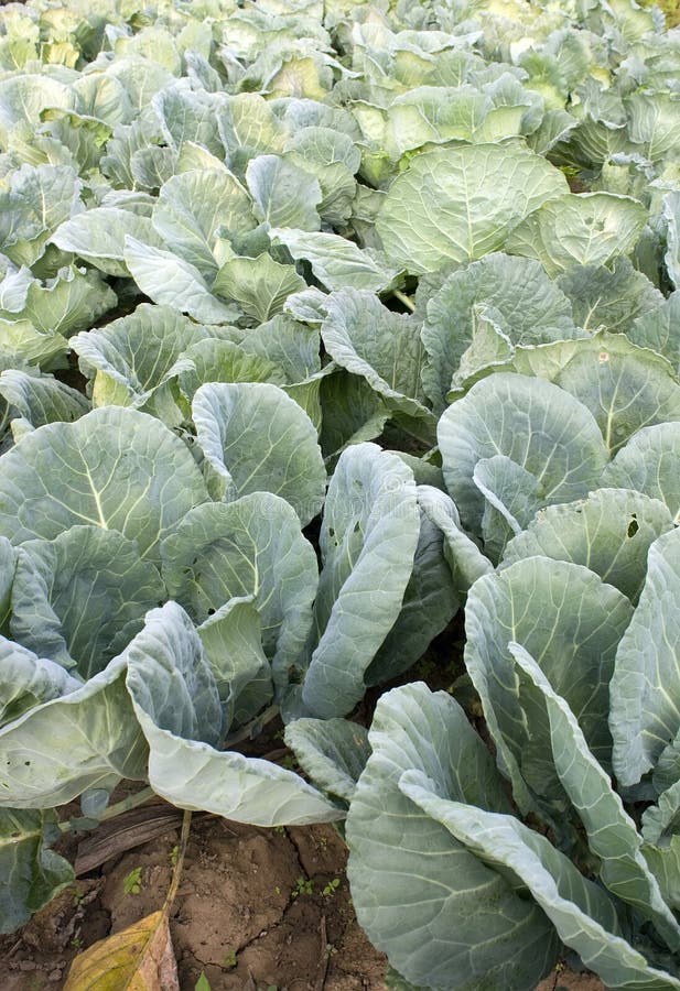 Rows of Organic Spring Green Cabbages Stock Photo - Image of cabbage ...