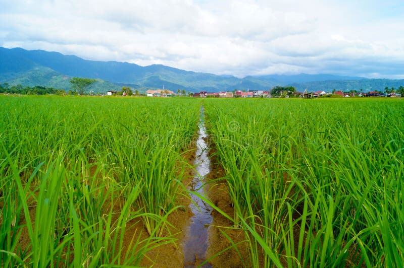Rows of Paddy Fields with Vanishing Points Stock Photo - Image of ...