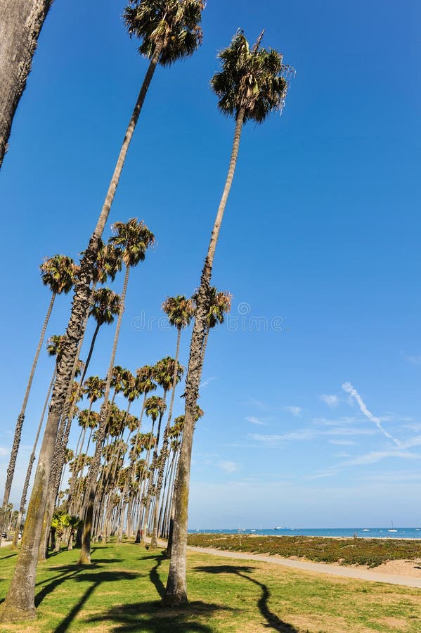 Rows of Palm Trees Along a Beach Path Stock Image - Image of beach ...