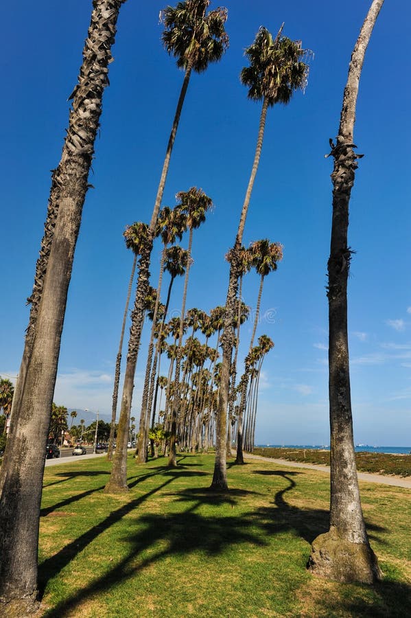 Rows of Palm Trees Along a Beach Path Stock Photo - Image of trees ...