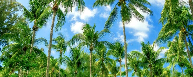 Rows of Palm Trees on Blue Cloudy Sky Banner Stock Photo - Image of ...