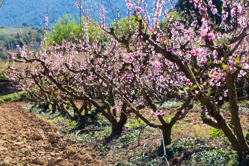 Rows of Peach Trees Blooming in Spring Stock Photo - Image of peach ...
