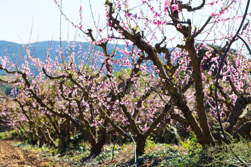 Rows of Peach Trees Blooming in Spring Stock Photo - Image of outdoor ...