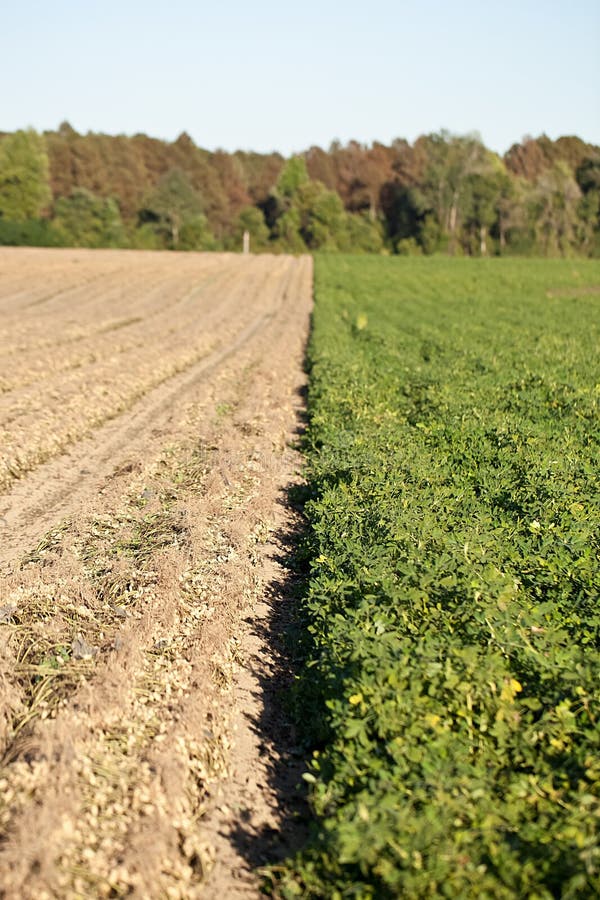 Rows Crops Georgia Stock Photos - Free & Royalty-Free Stock Photos from ...
