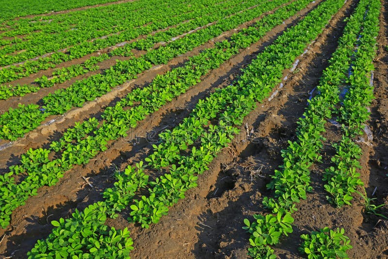 Rows of peanut fields stock photo. Image of flowers - 243285854