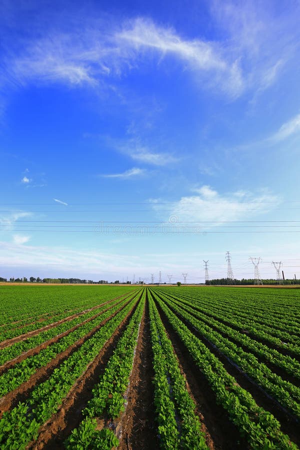 Rows of peanut fields stock illustration. Illustration of lush - 367201774