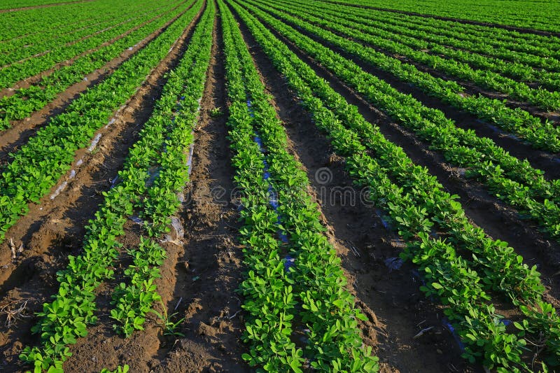 Rows of peanut fields stock image. Image of nuts, leaves - 367201837