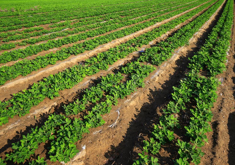 Rows of peanut fields stock image. Image of farmland - 307077425