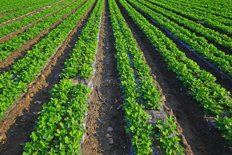 Rows of peanut fields stock photo. Image of growth, green - 307077442