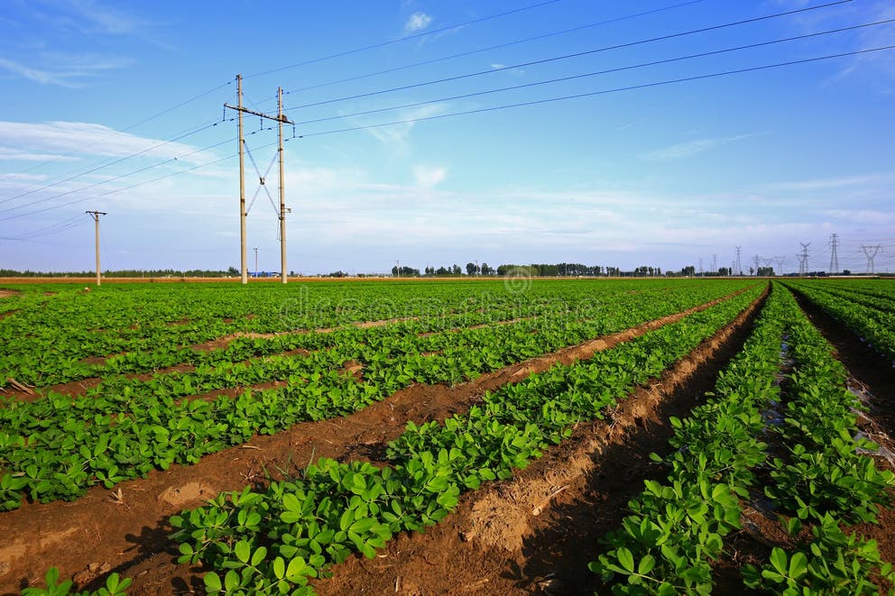 Rows of peanut fields stock image. Image of farmland - 307077467