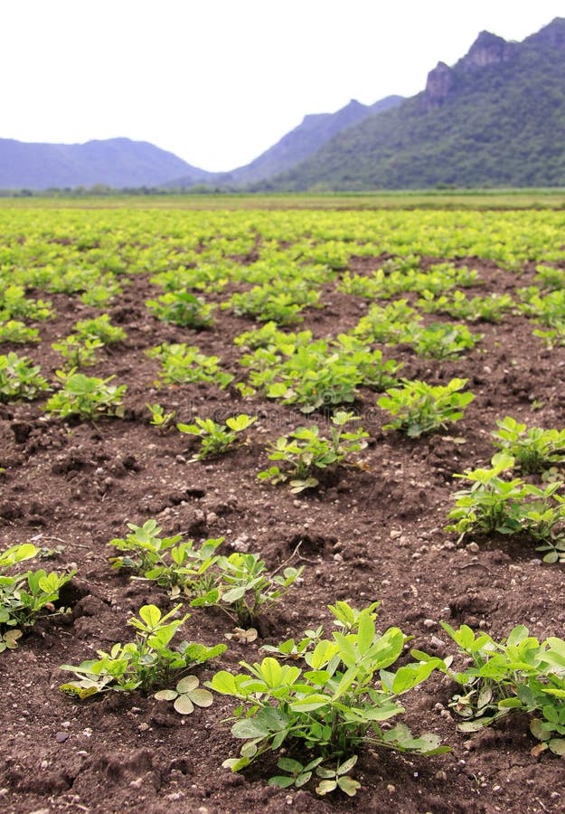 Rows of peanut plants stock image. Image of plant, countryside - 32183221