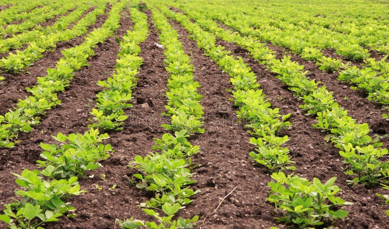Rows of peanut plants stock photo. Image of food, plant - 32347468