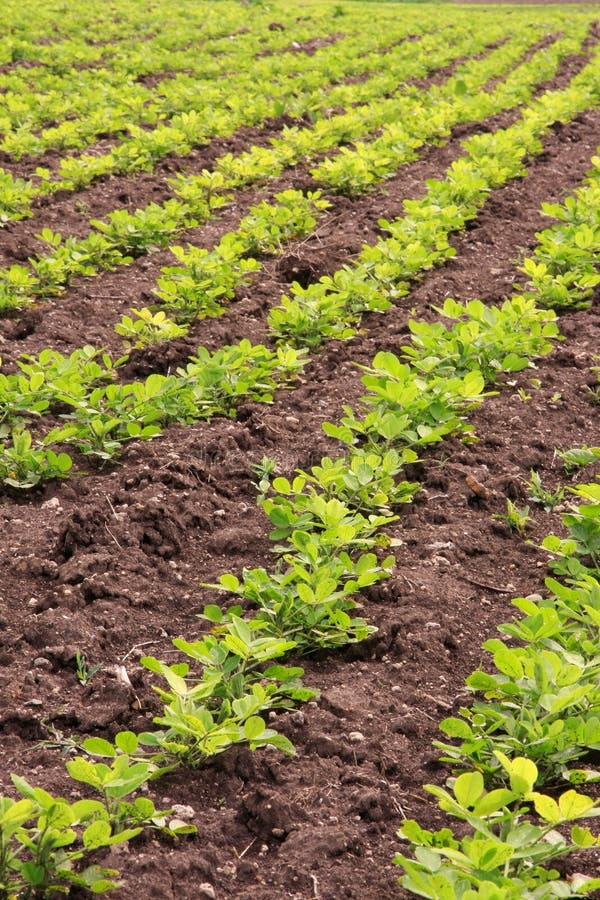 Groundnut Plants stock photo. Image of peel, ground, plant - 21859308