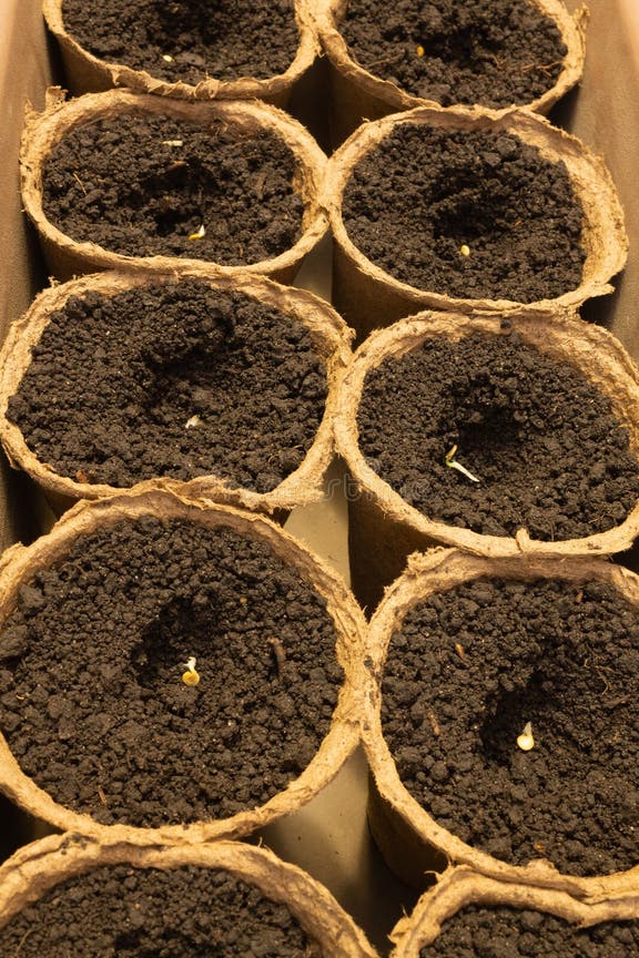 Rows of Peat Cups with Seeds Stock Photo - Image of organic, material ...