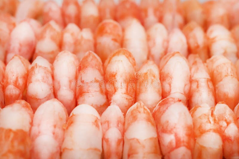 Rows of Peeled Boiled Shrimp Texture. Stock Photo - Image of delicacy ...