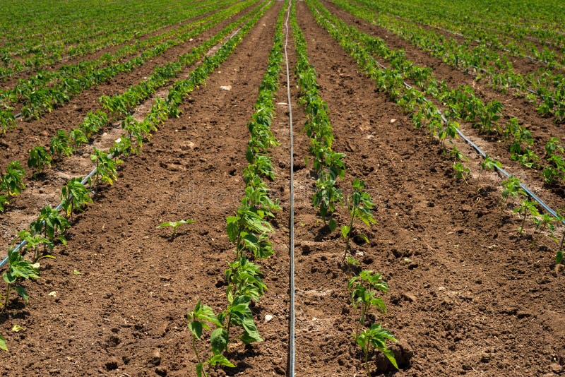 Rows of Pepper Plants on the Field Stock Image - Image of pepper ...