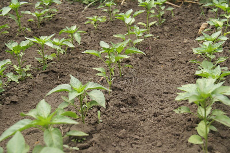 Rows of Peppers in the Garden Stock Photo - Image of food, harvest ...
