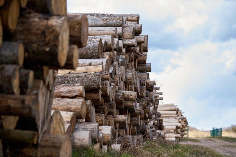 Rows of Piled of Logs , Waiting To Be Processed, at a Local Rural ...