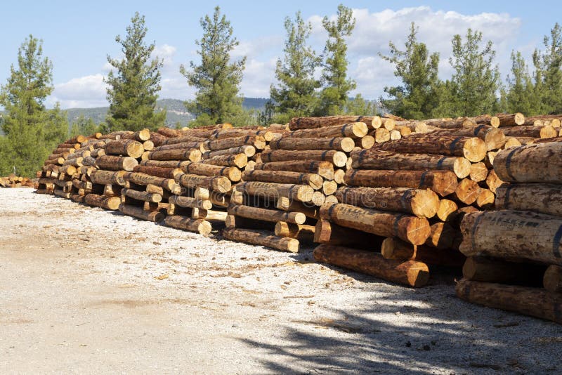 Rows of Piled of Logs , Waiting To Be Processed, at a Local Rural ...