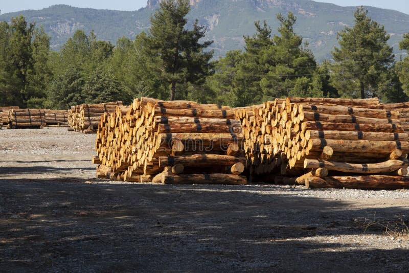 Rows of Piled of Logs , Waiting To Be Processed, at a Local Rural ...