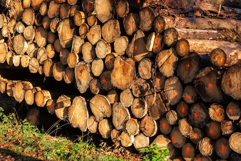 Rows of Piled of Logs , Waiting To Be Processed, at a Local Rural ...